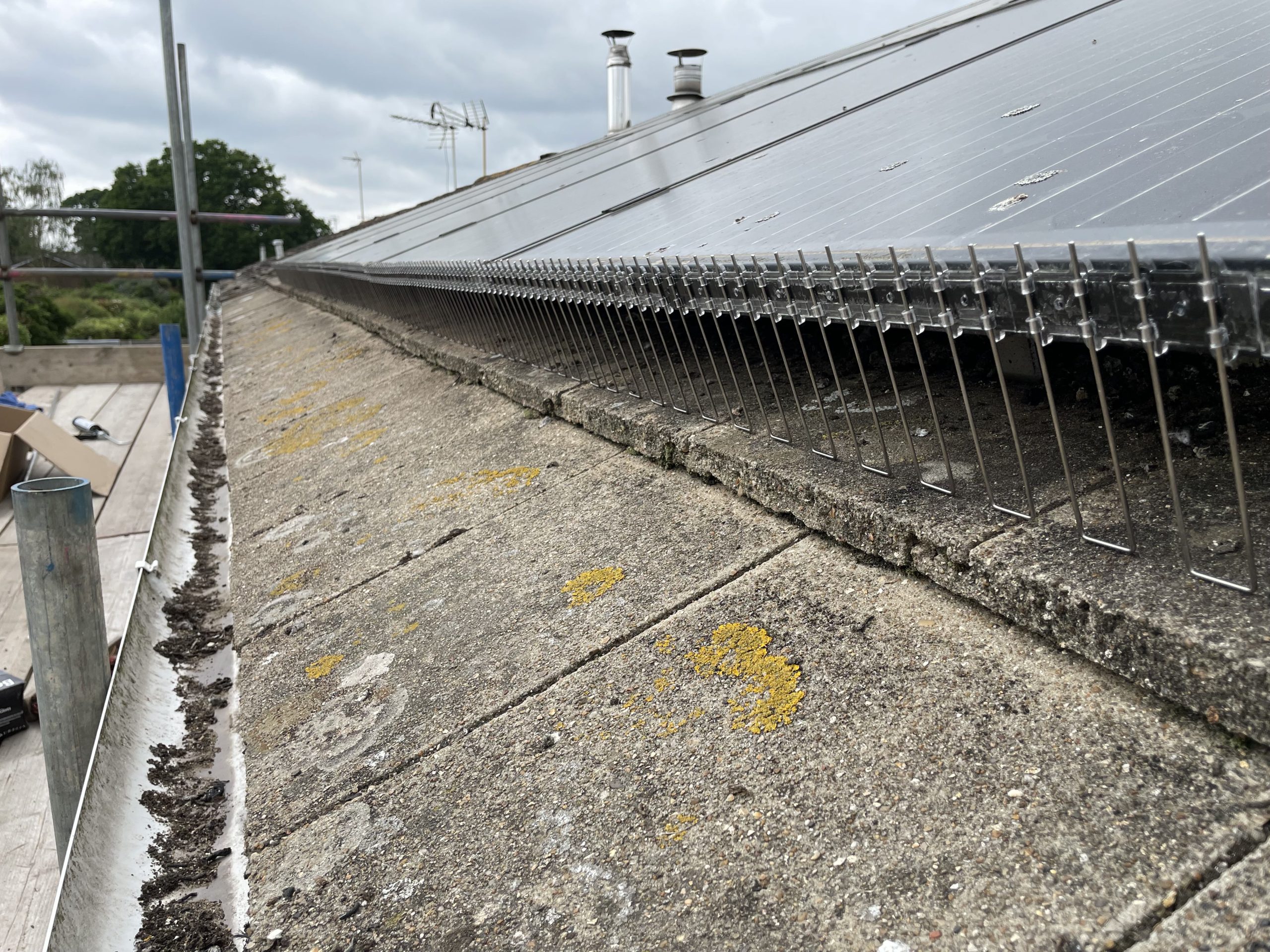 Bird Proofing | Ringwood Pest Control