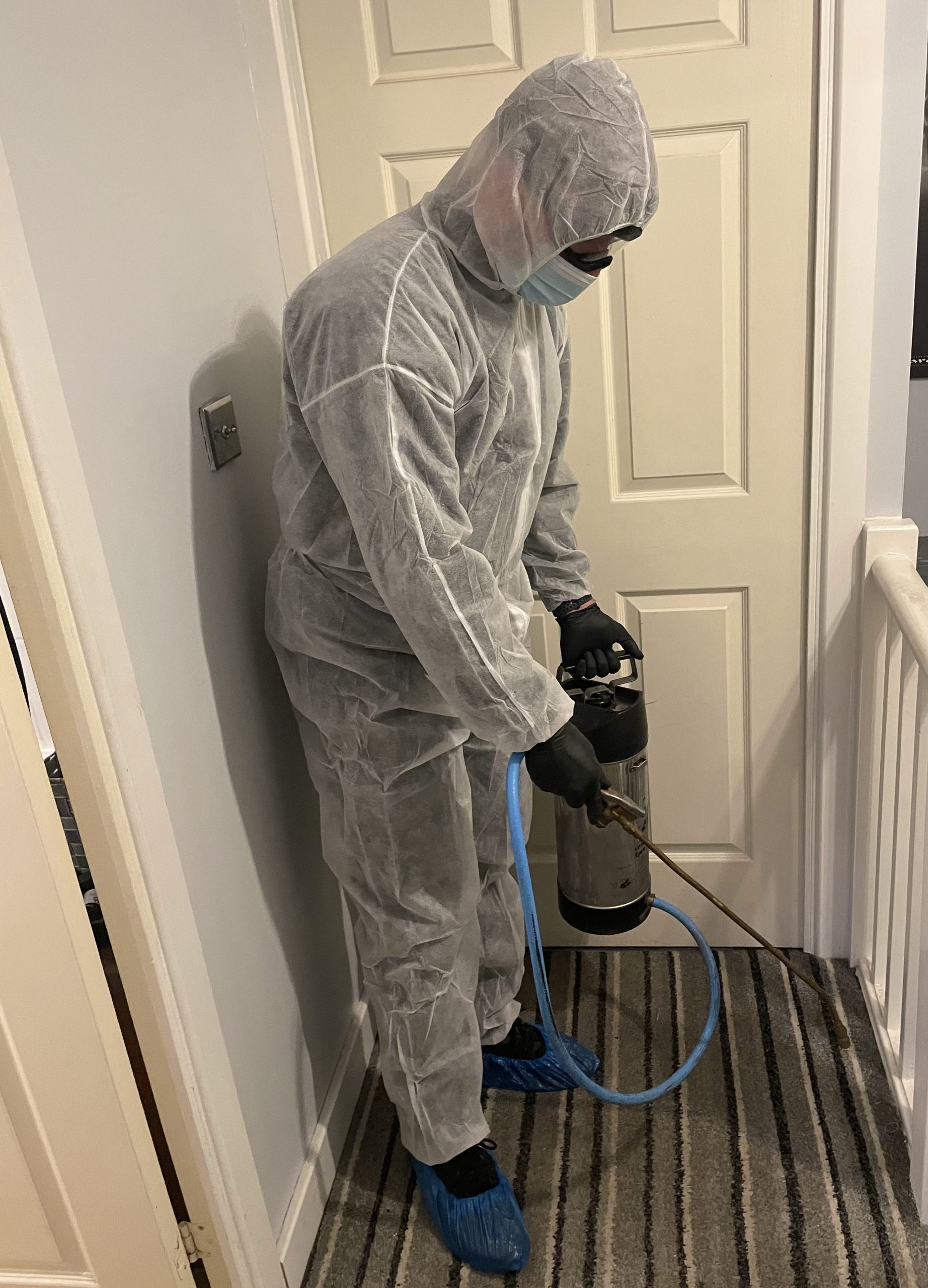 Flea Control Services | Ringwood Pest Control