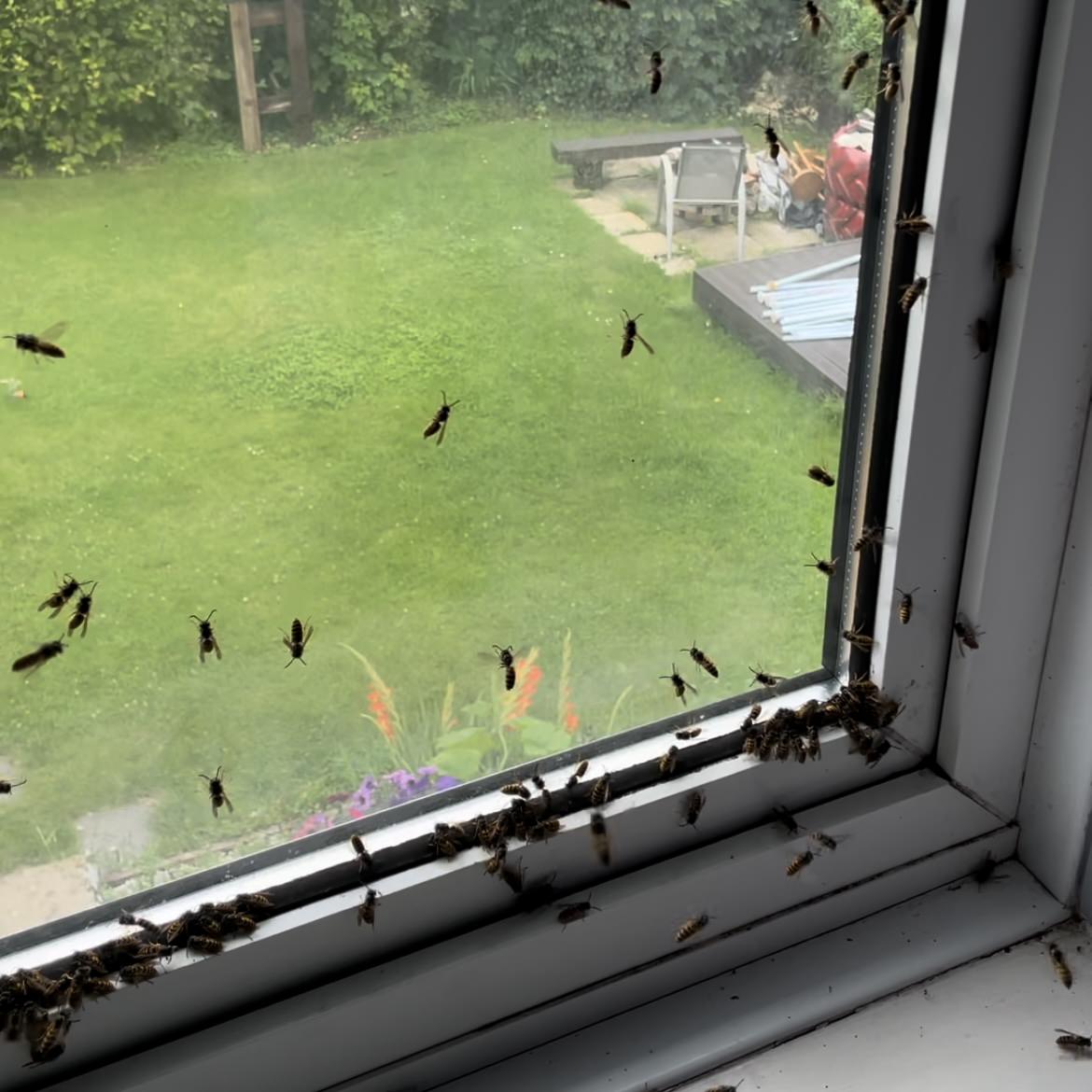 Wasp Removal Services | Ringwood Pest Control