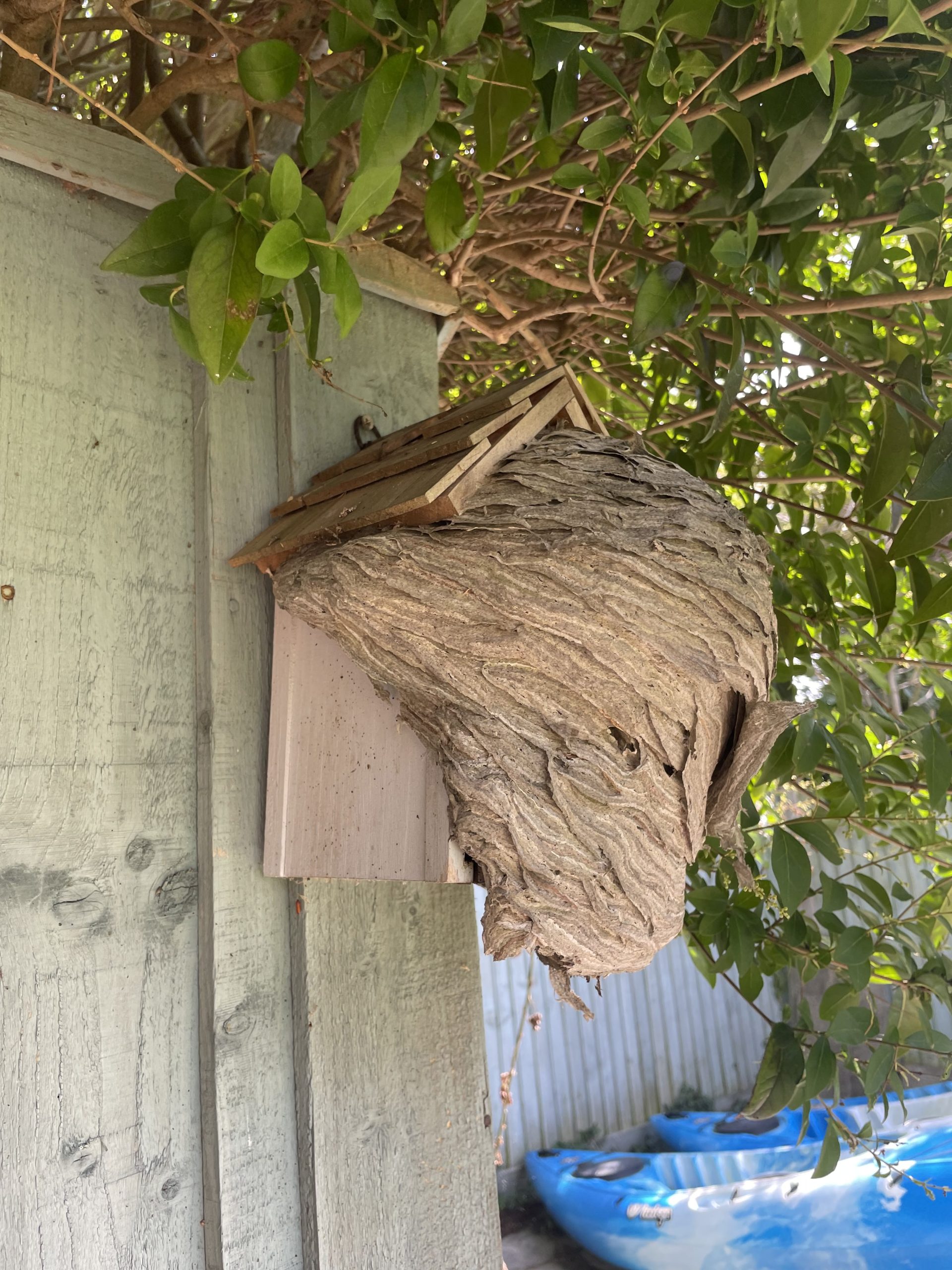 Wasp Removal Services | Ringwood Pest Control